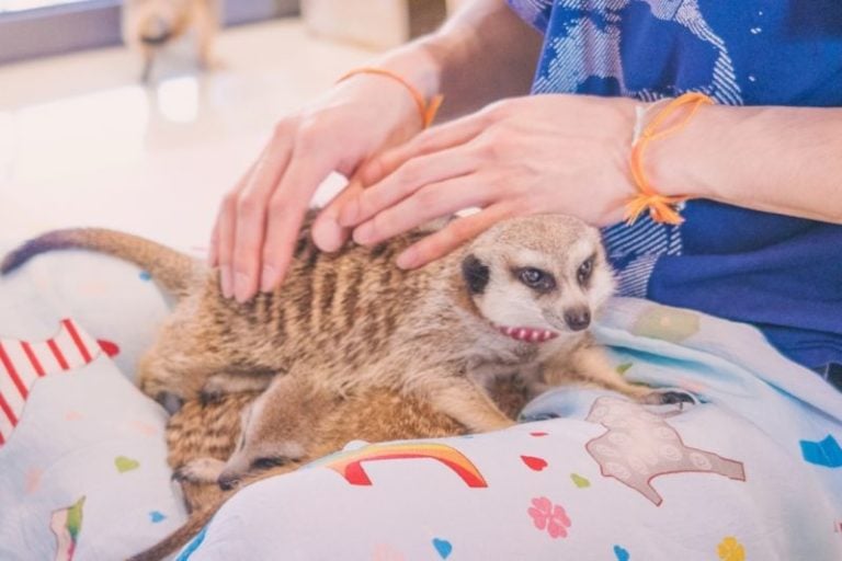 Meerkat Cafe in Seoul ｜10 Magazine