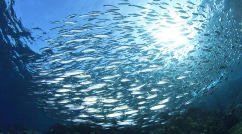 7 Fascinating Aquariums In South Korea To Explore | 10 Magazine Korea