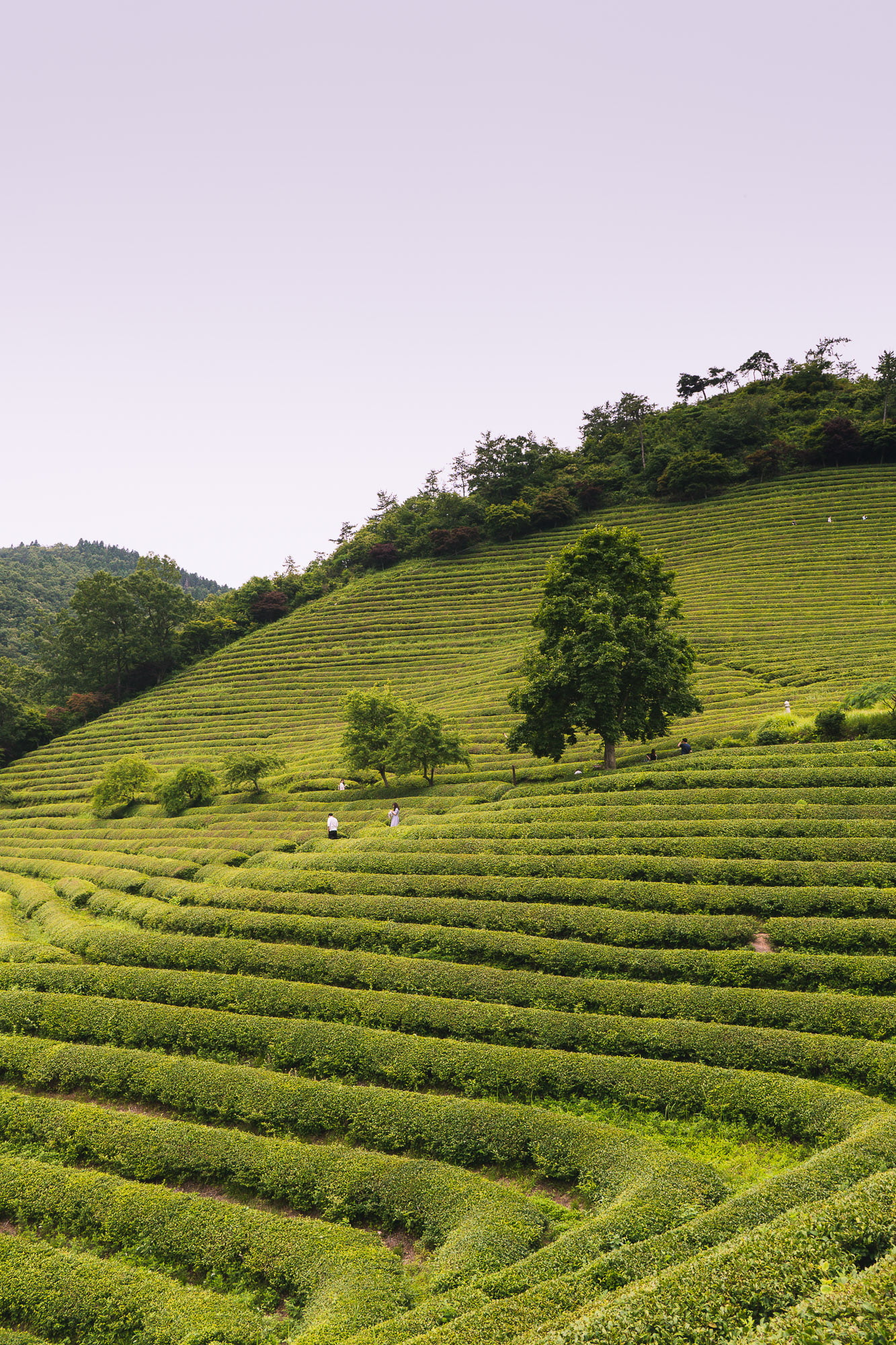 Boseong Tea Fields, a Green Tea Feast for All the Senses | 10 Magazine ...